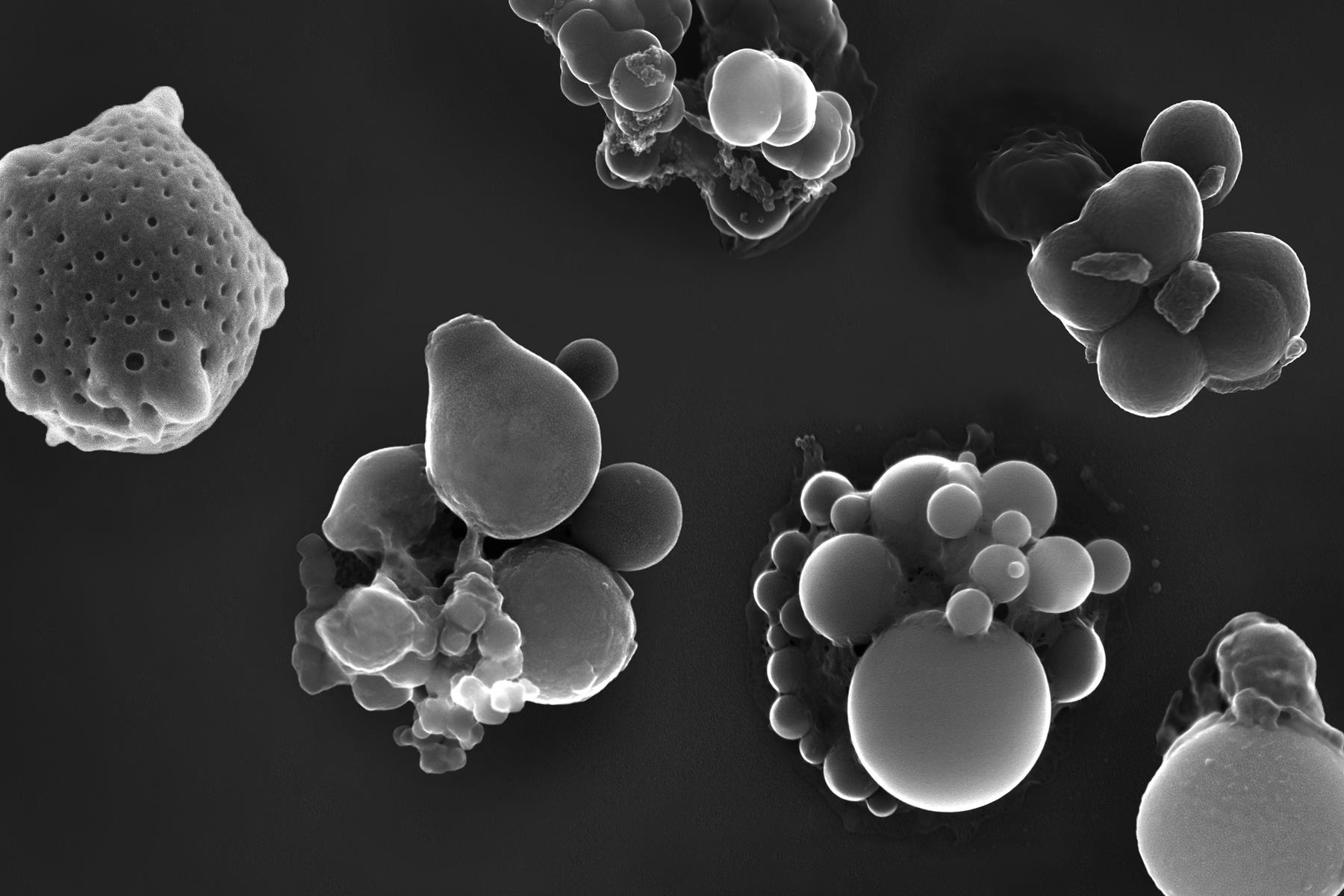 Why Particle Characterization is Essential Across Industries